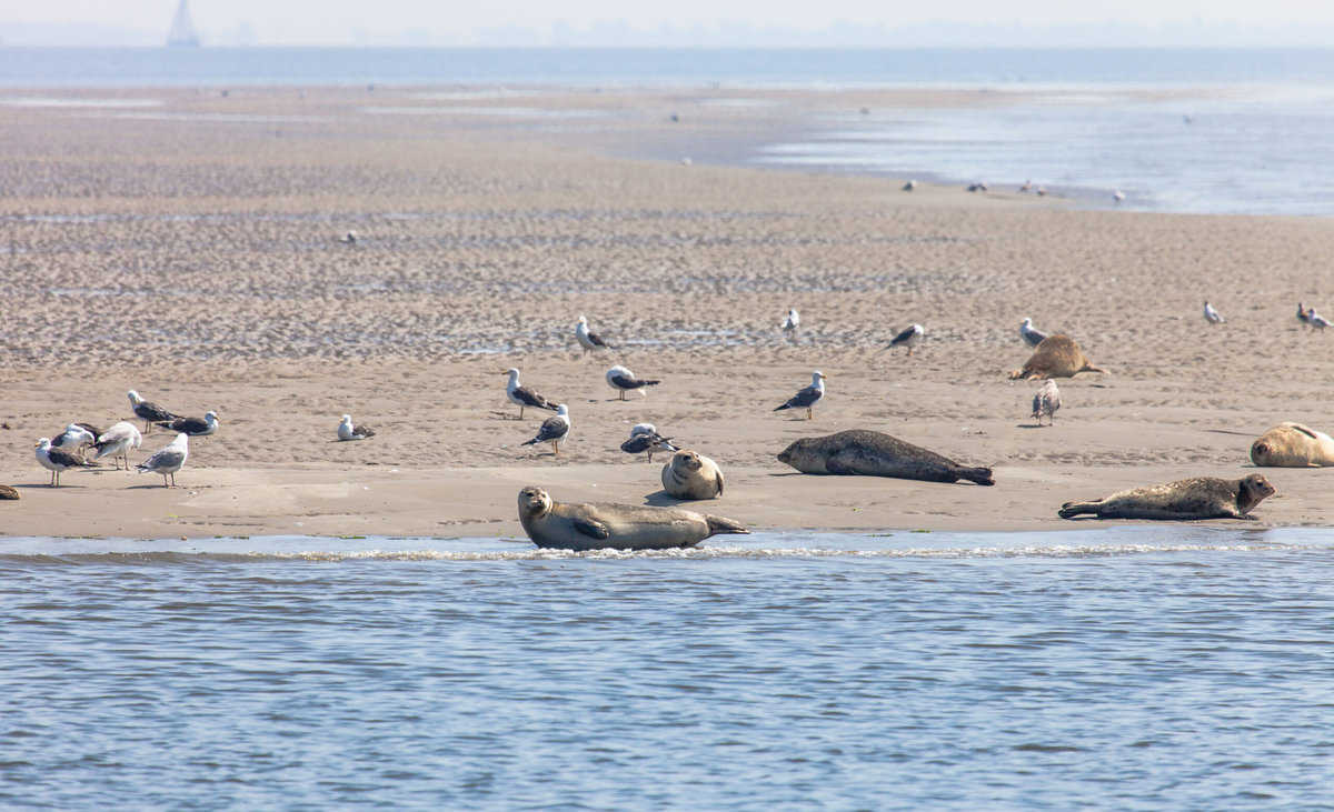 Visit Wadden Sea National Park - All you need to know - Awesome Places ...