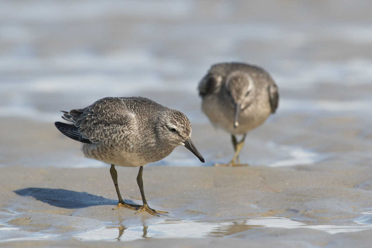 Visit Wadden Sea National Park - All you need to know - Awesome Places ...