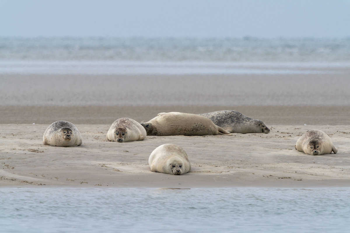 Visit Wadden Sea Islands - All you need to know - Awesome Places to Visit