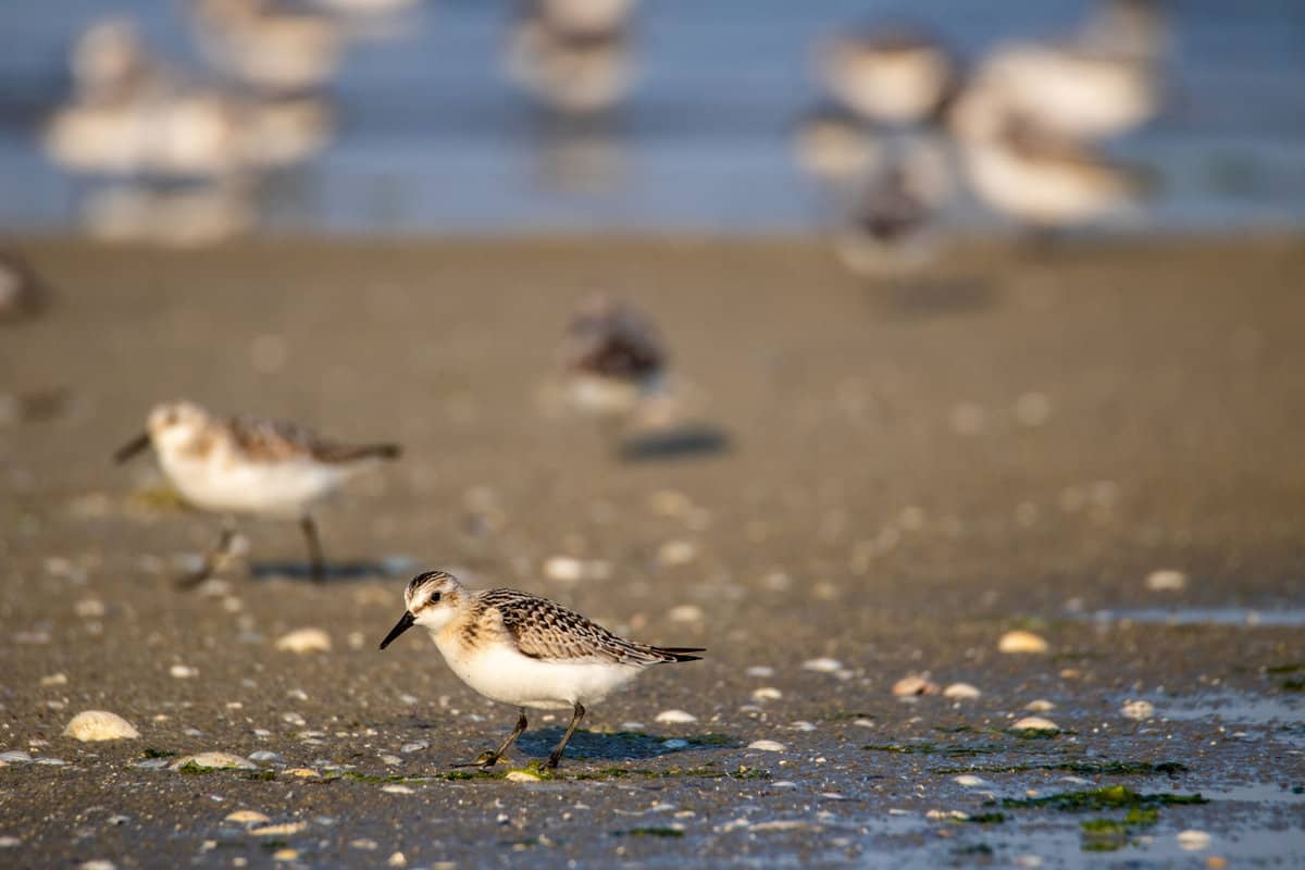 Visit Wadden Sea Islands - All you need to know - Awesome Places to Visit