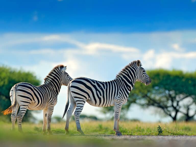 Okavango Delta – See the gorgeous Inland Delta of Botswana
