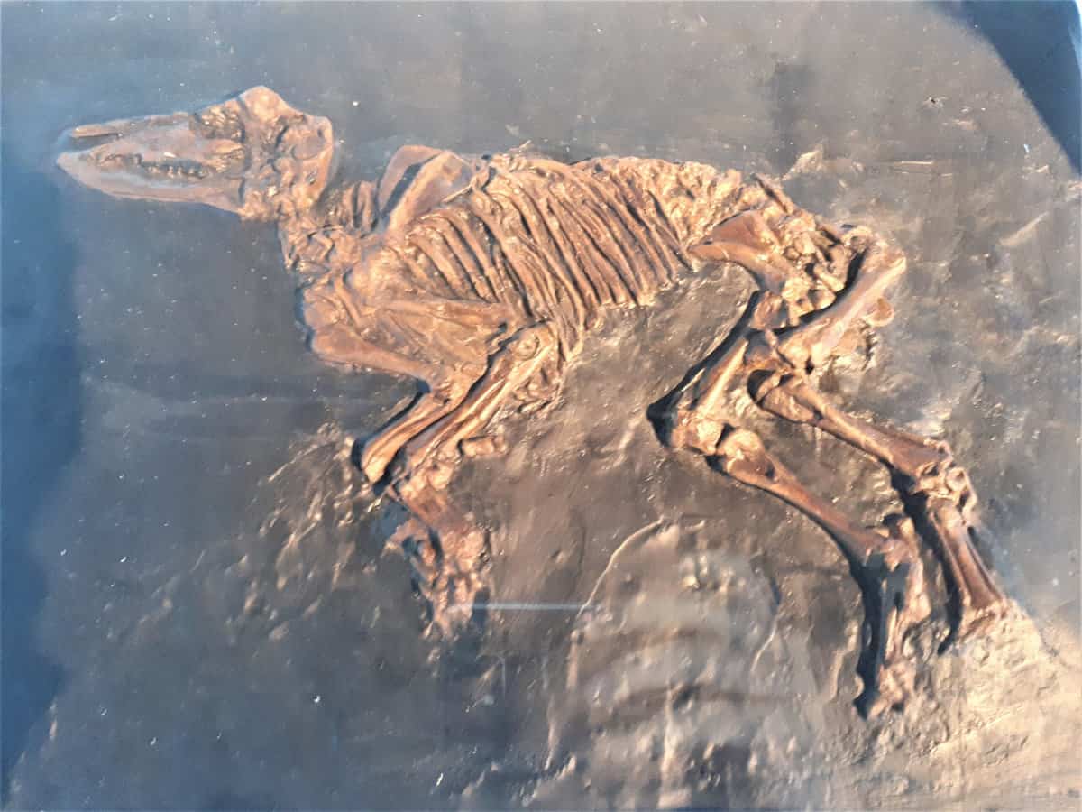 The Messel Pit Fossil Site - All you kneed to know before your visit ...